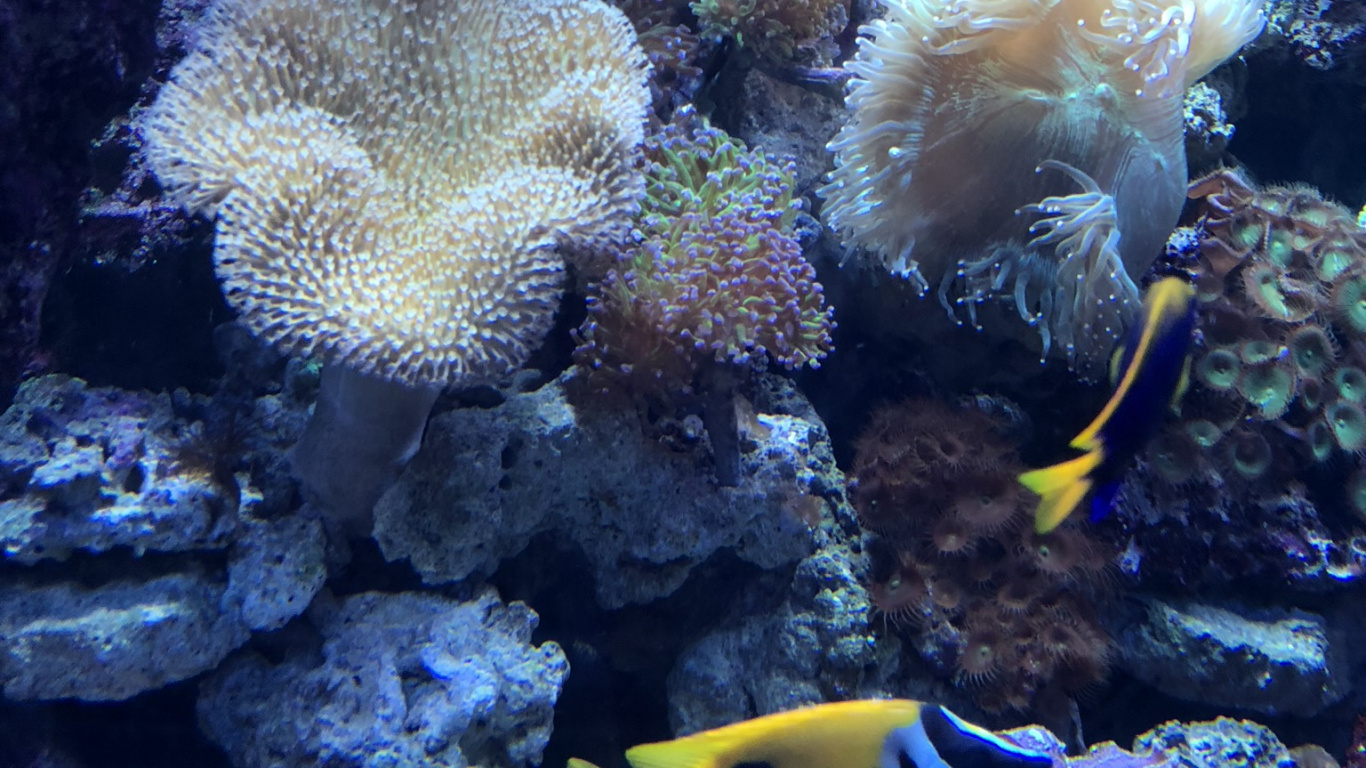 Обои коралловый риф, cnidaria, Кораллов, актиния, коралловый риф рыбы ...