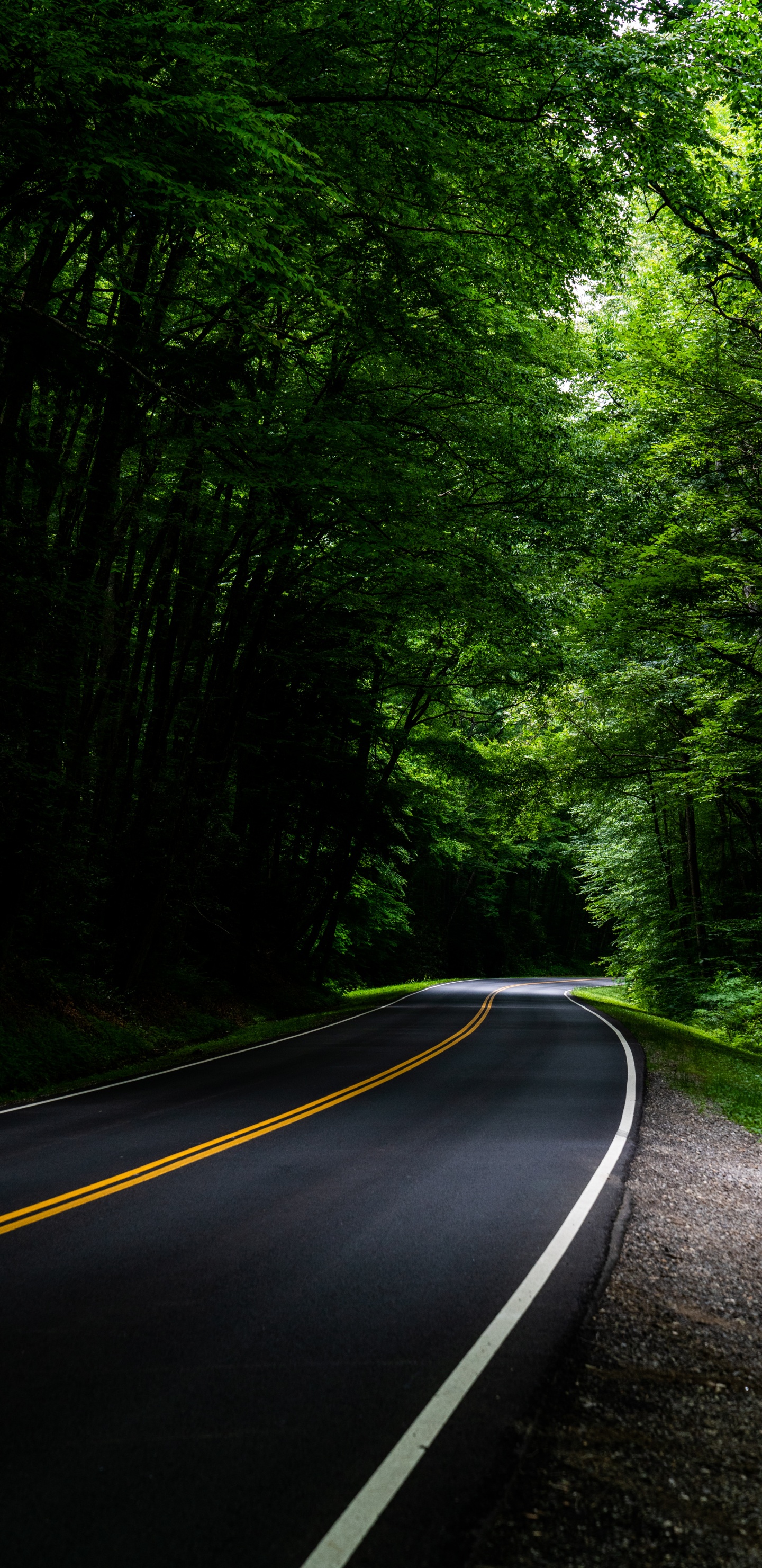 Обои дорога, зеленый, природа, природный ландшафт, дерево для Samsung Galaxy S8/S8+/S9/S9+/Note ...